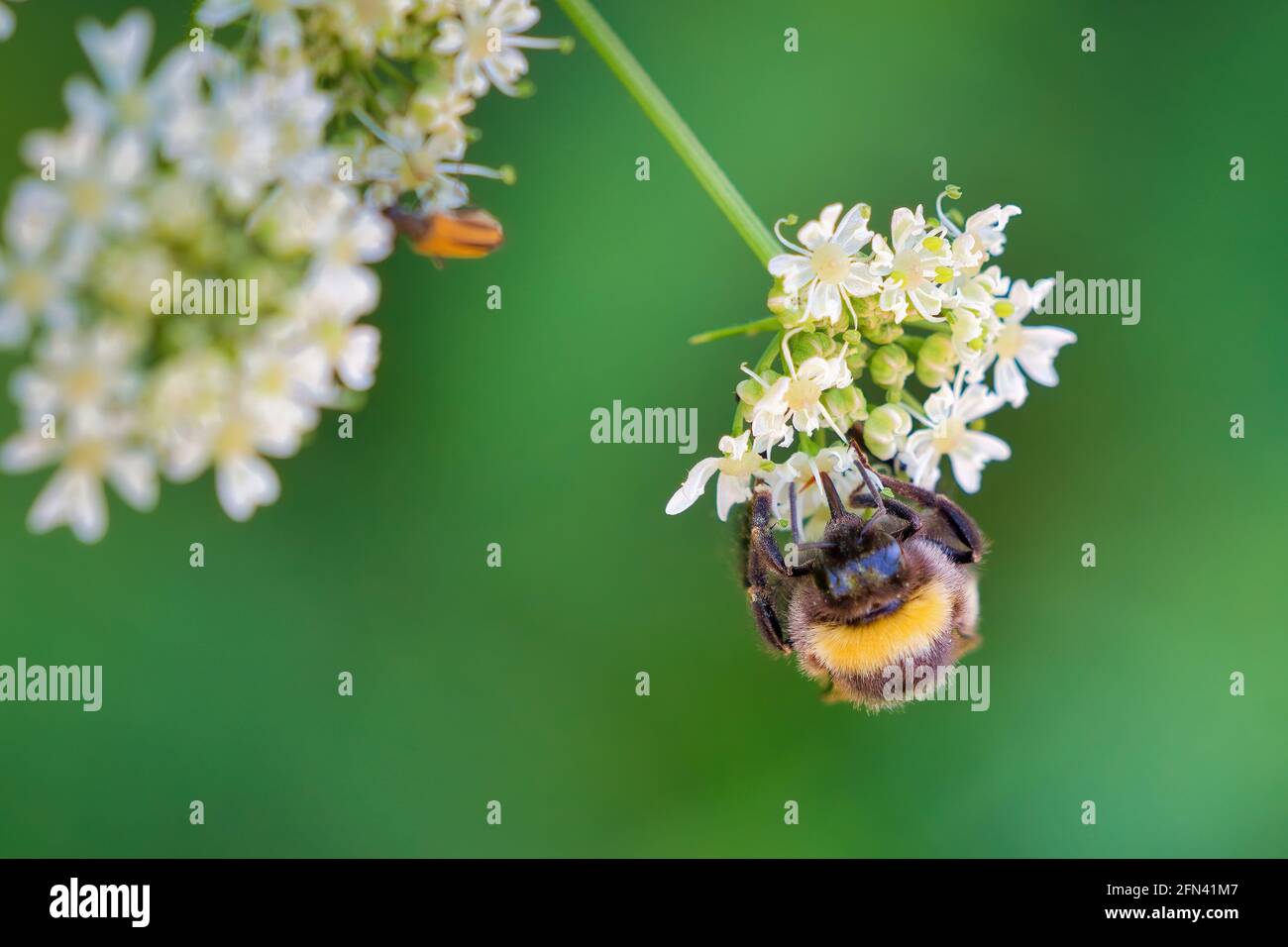 Bumblebee and flower Stock Photo - Alamy