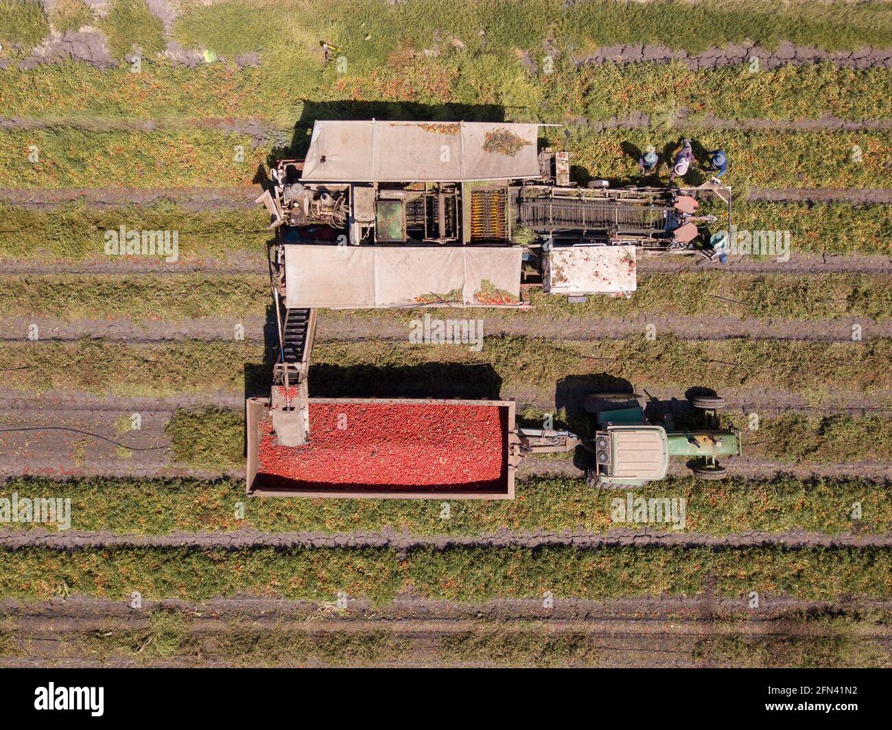 Tomato harvester loading hi-res stock photography and images - Alamy
