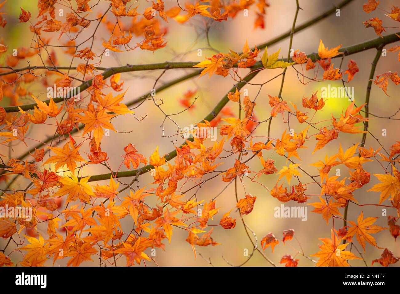 Fall leaves with lovely light and soft background Stock Photo - Alamy