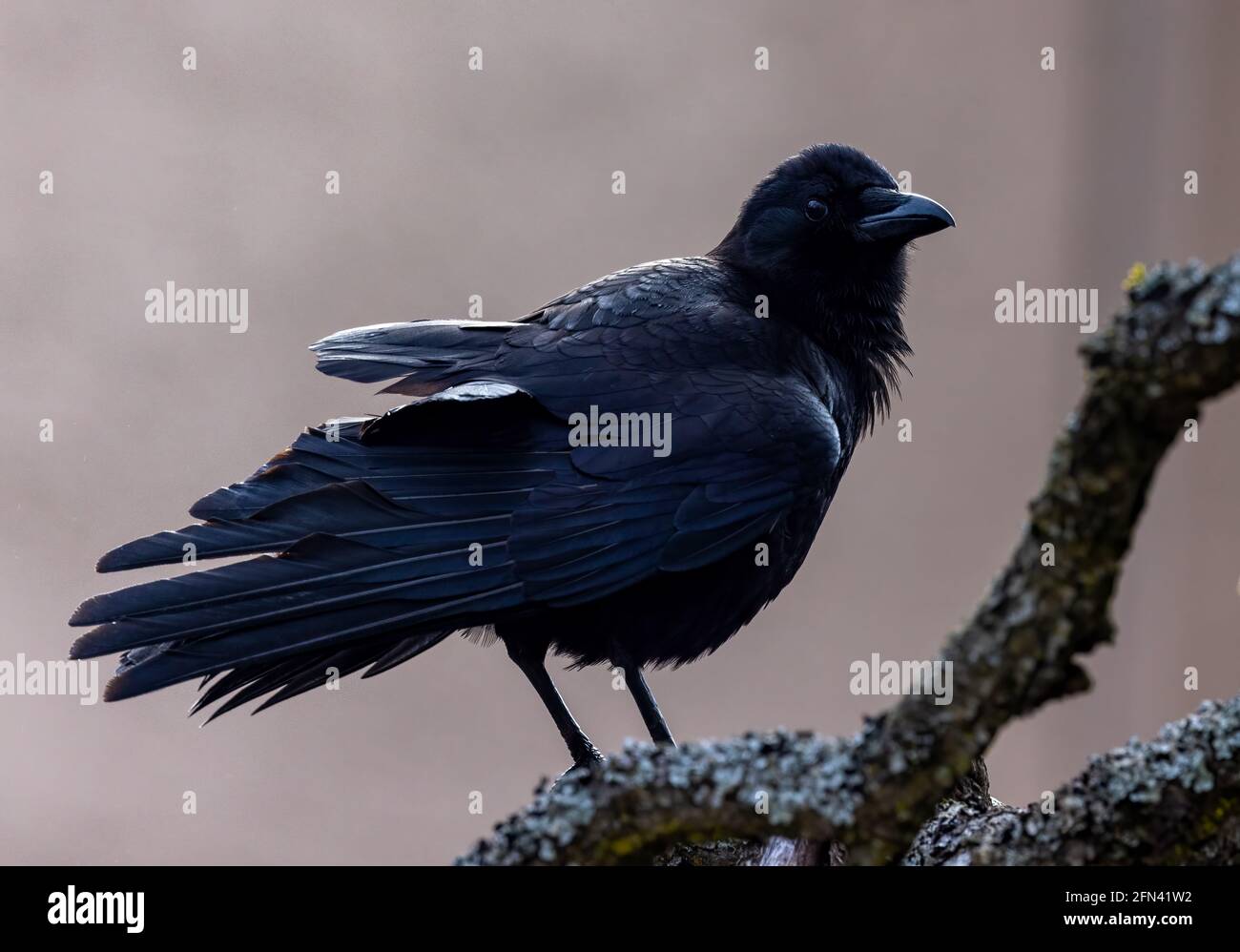 Preening crow hi-res stock photography and images - Alamy