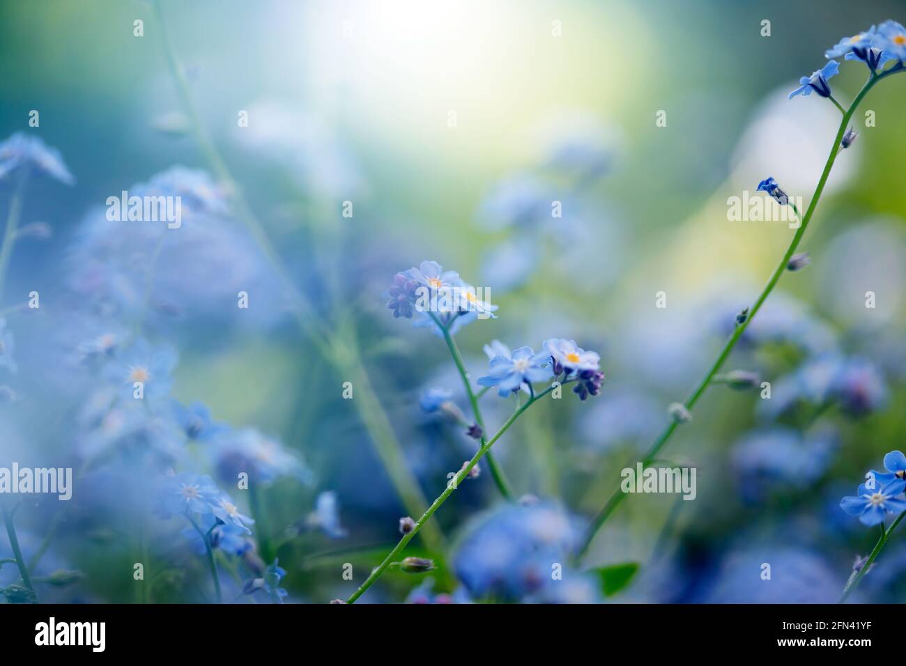 Vector blue forget flowers hi-res stock photography and images - Alamy