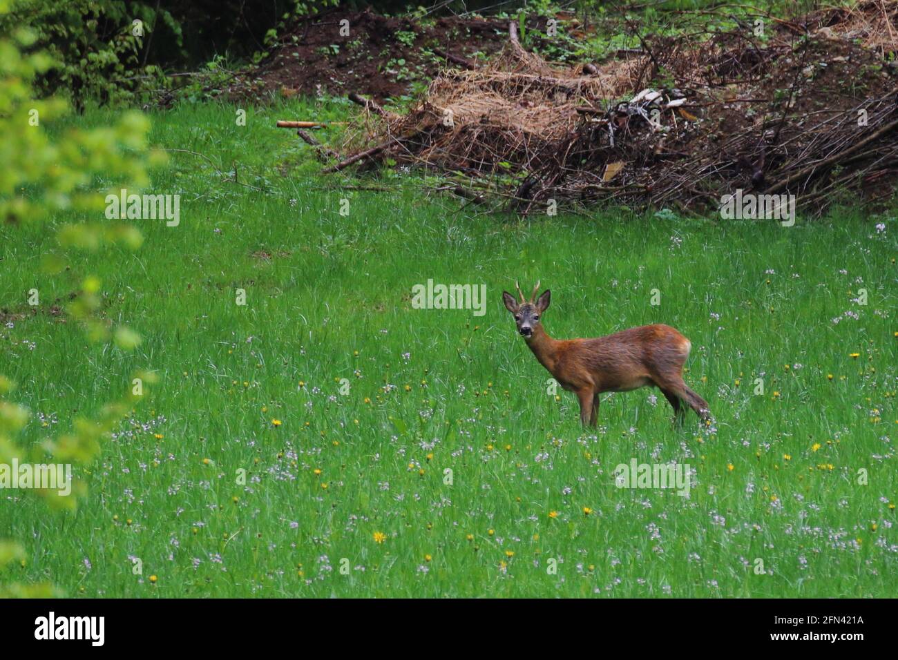 Roebuck wildlife hi-res stock photography and images - Alamy
