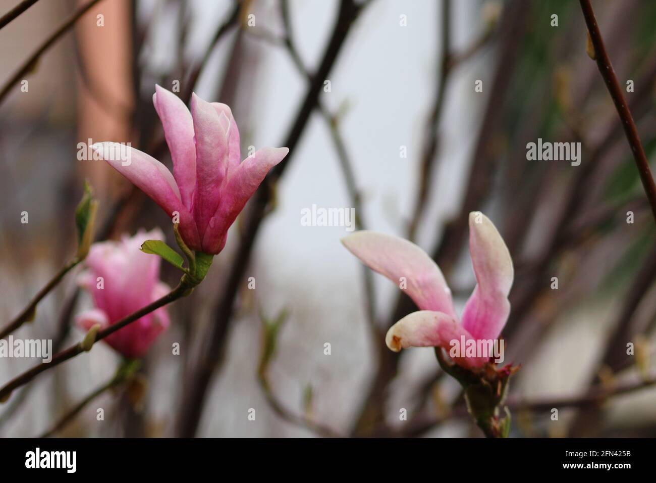 Magnolia blooms hi-res stock photography and images - Alamy