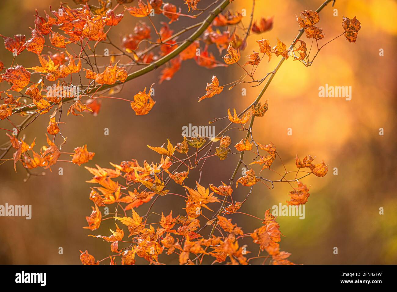 Fall leaves with lovely light and soft background Stock Photo - Alamy
