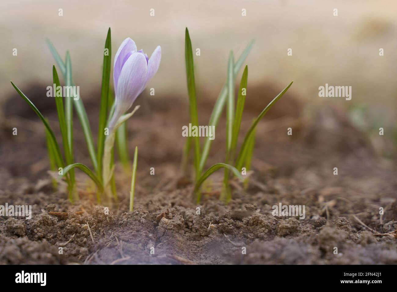 Crocus first spring flowers growing with sun light Stock Photo - Alamy
