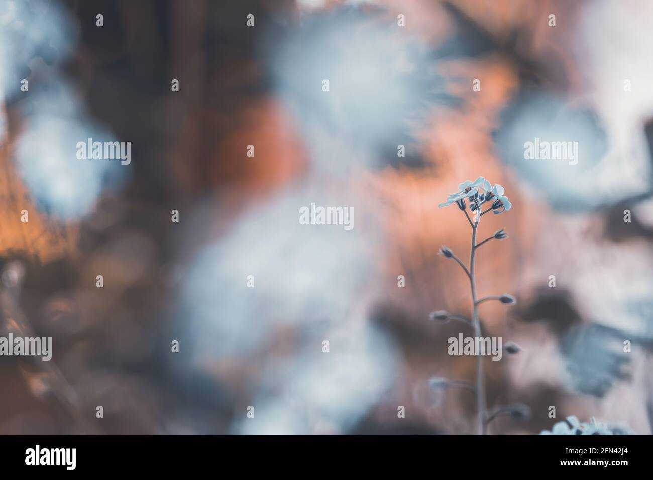 Vector blue forget flowers hi-res stock photography and images - Alamy