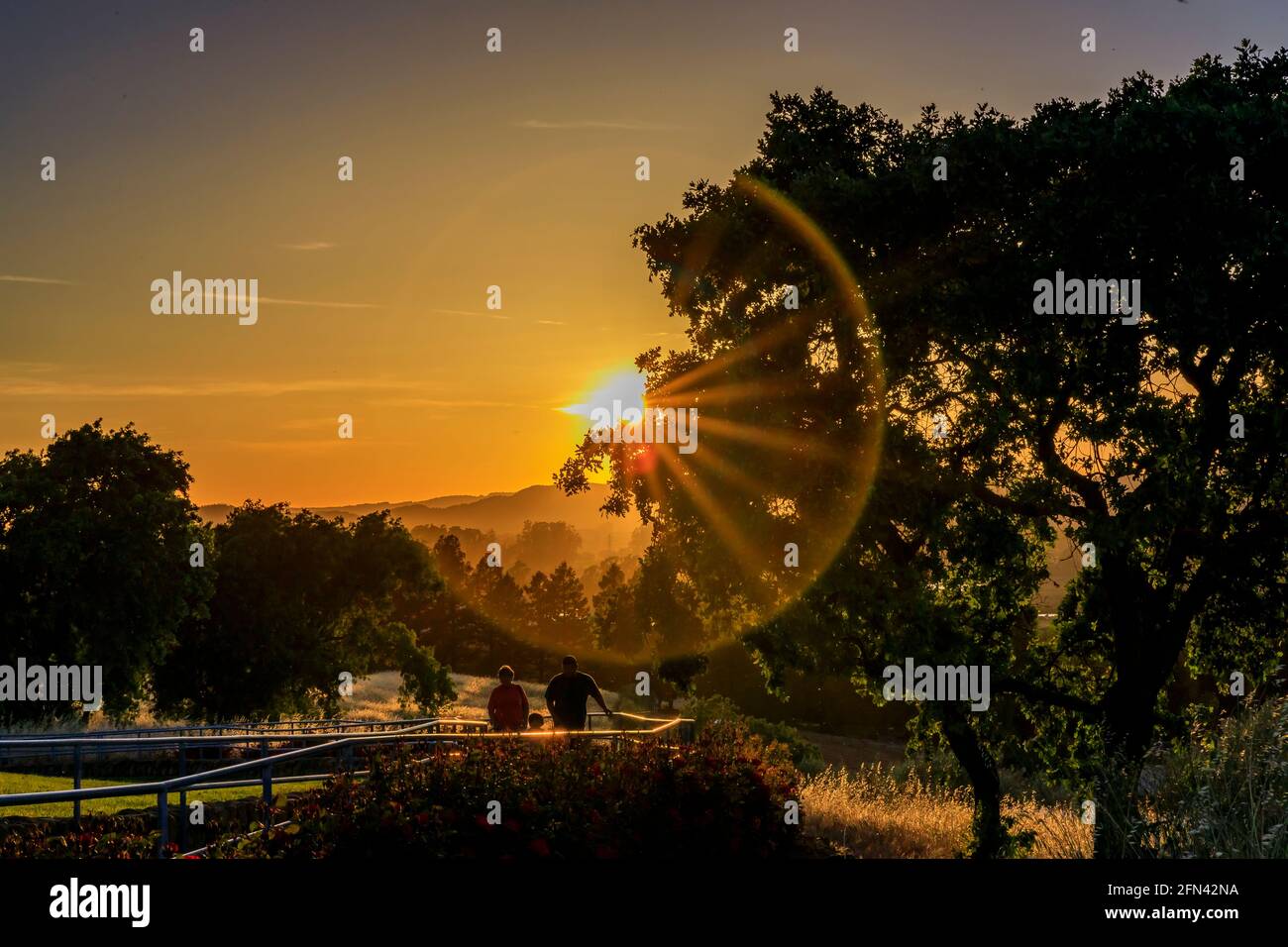 Trees silhouette under sunset hi-res stock photography and images - Alamy