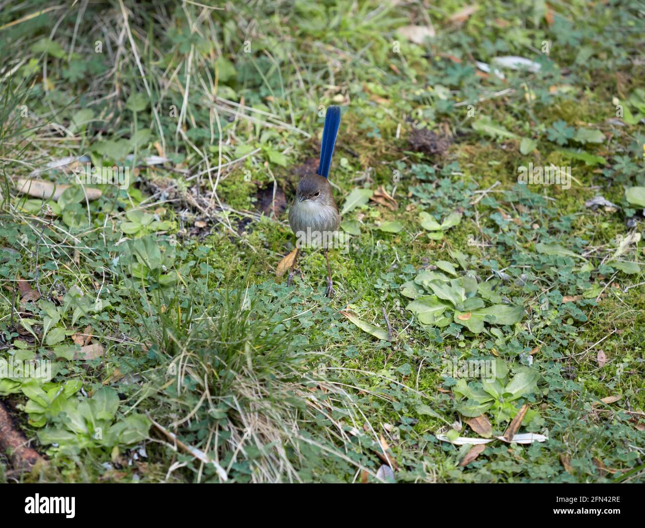 Supurb fairy wren hi-res stock photography and images - Alamy