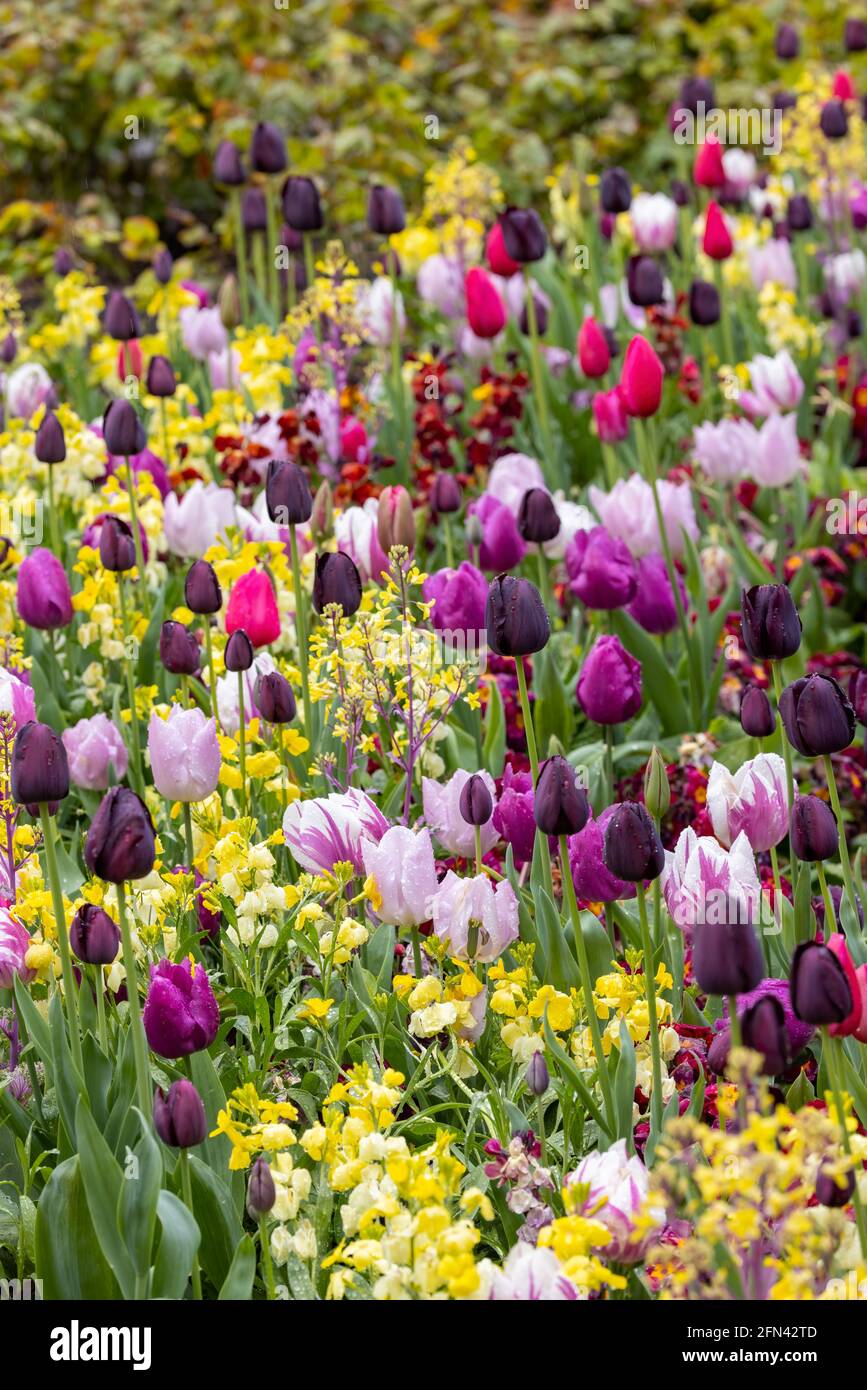 Tulips in garden hi-res stock photography and images - Alamy