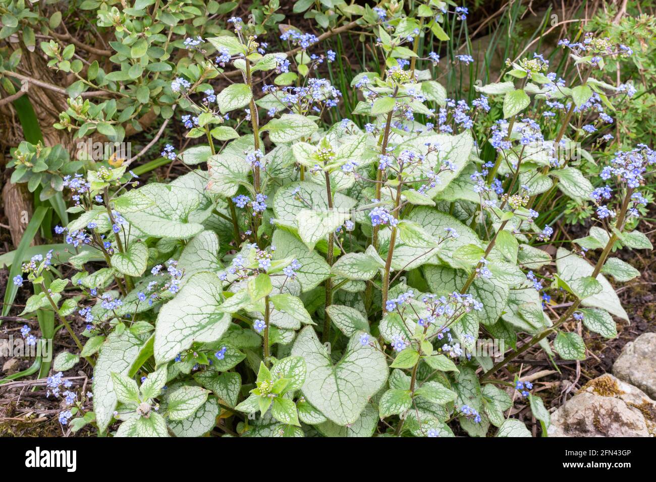 Brunnera macrophylla 'Jack Frost', Siberian bugloss Stock Photo - Alamy