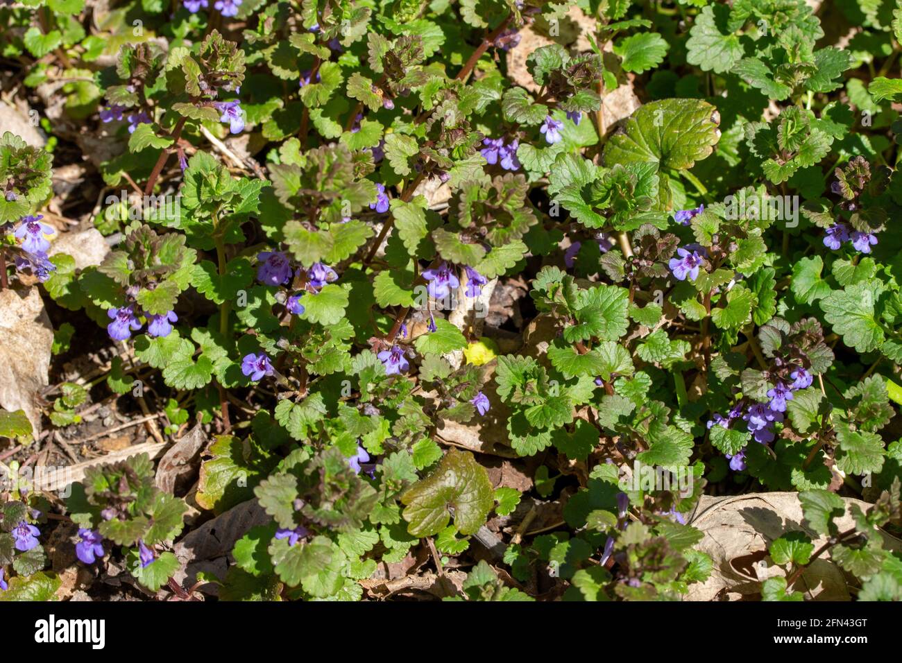 This image show a close-up texture background of invasive wildflower ...