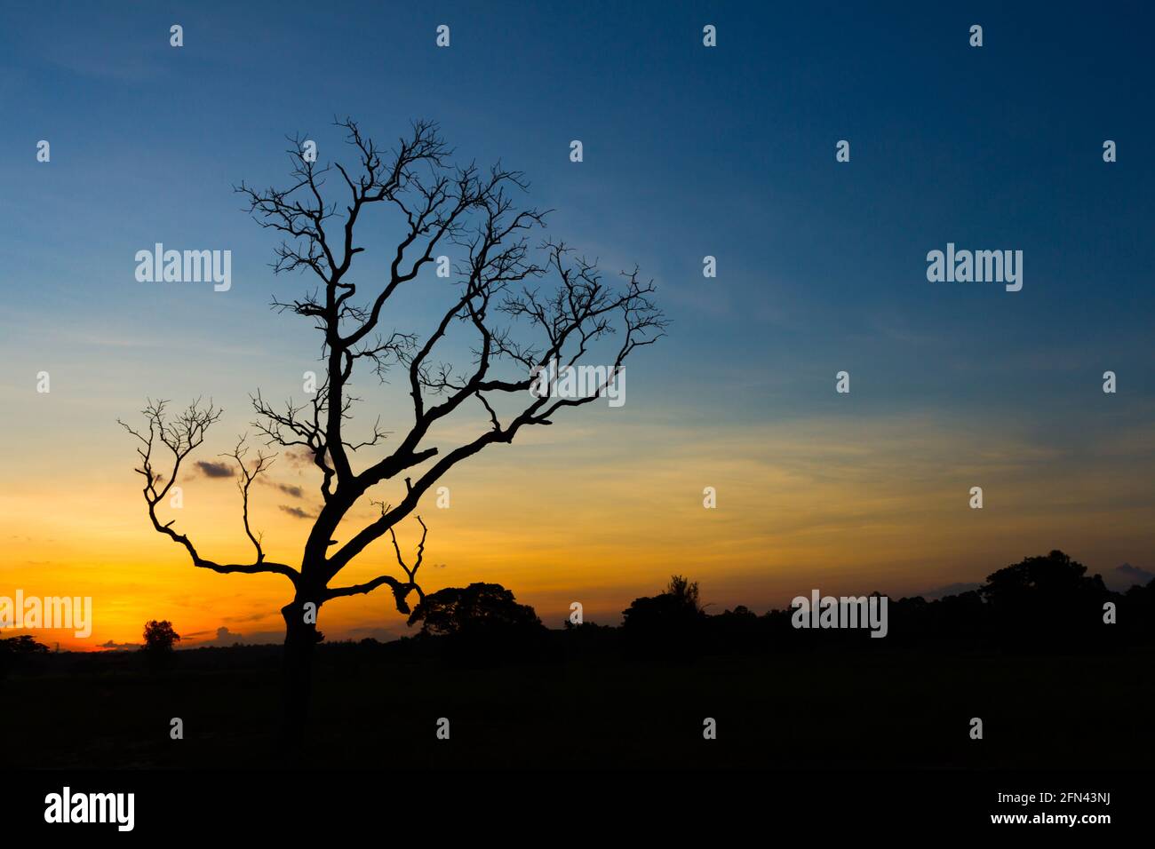 tree silhouette sunset sky background Stock Photo - Alamy