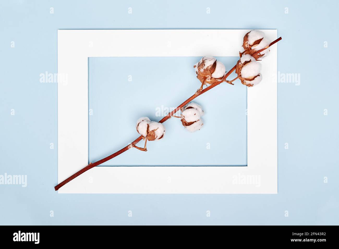 Flat lay branch of natural cotton on blue background Stock Photo - Alamy
