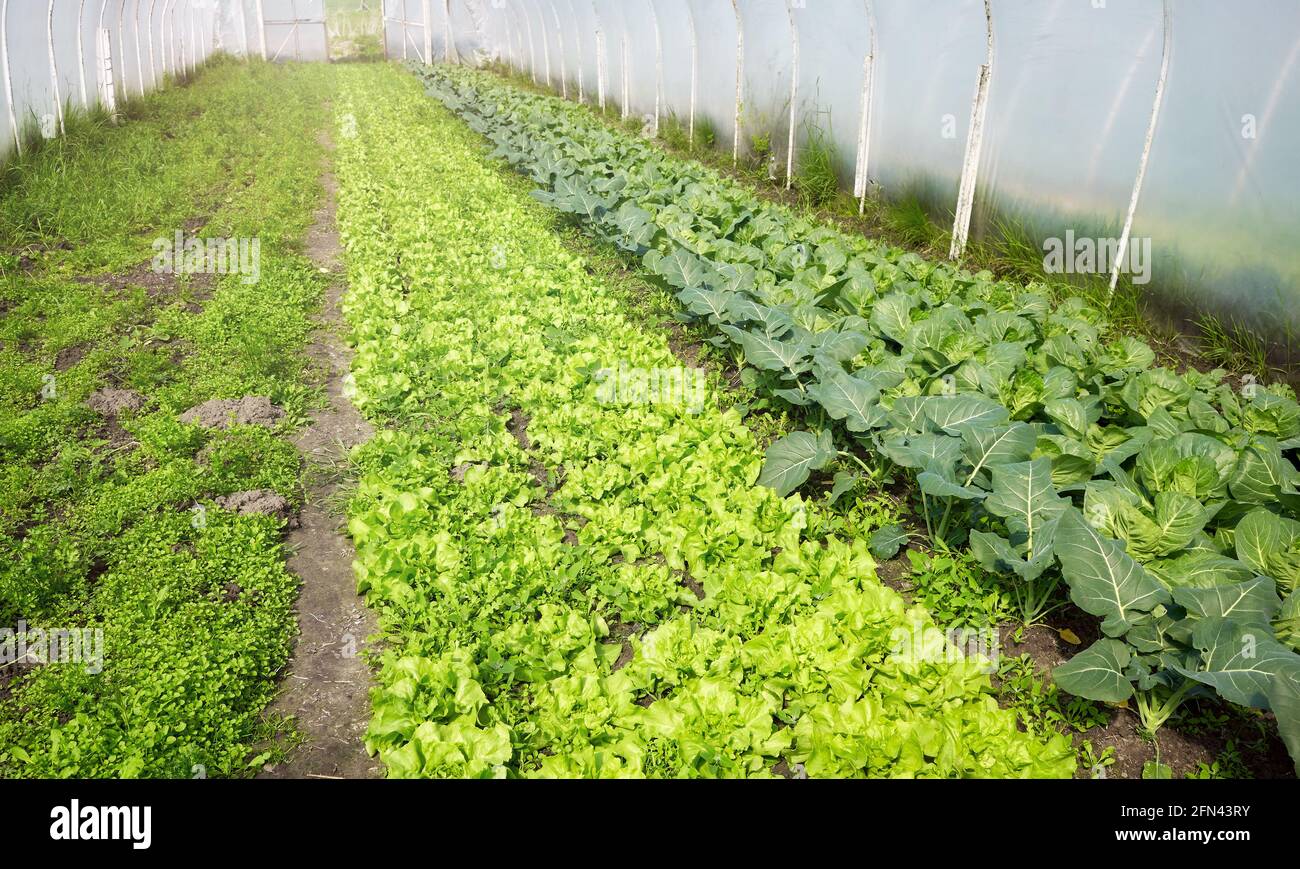 Organic vegetable cultivation in polytunnel Stock Photo - Alamy