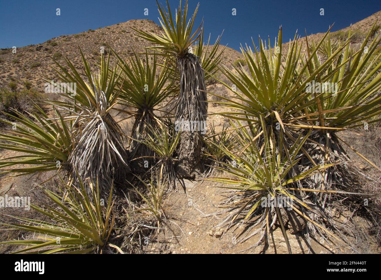 Mojave yucca plant in Joshua Tree National Park in California in the ...