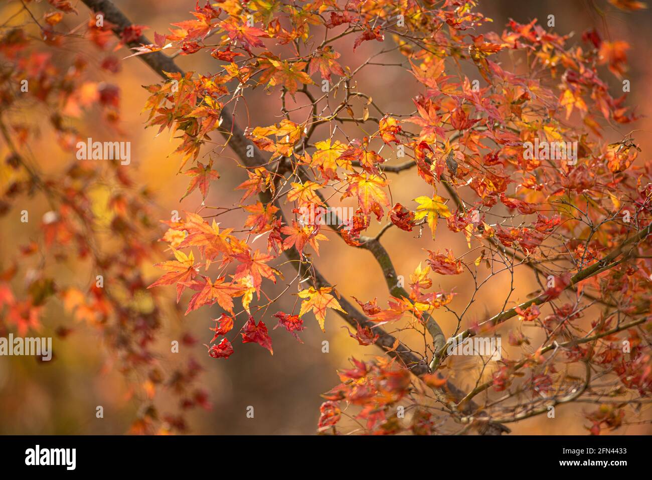 Fall leaves with lovely light and soft background Stock Photo - Alamy