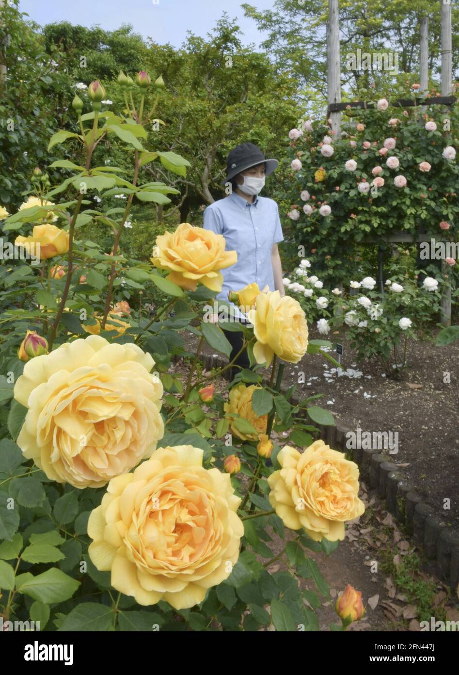 Tottori, Japan. May 14, 2021, shows the Tottori Hanakairo flower park ...