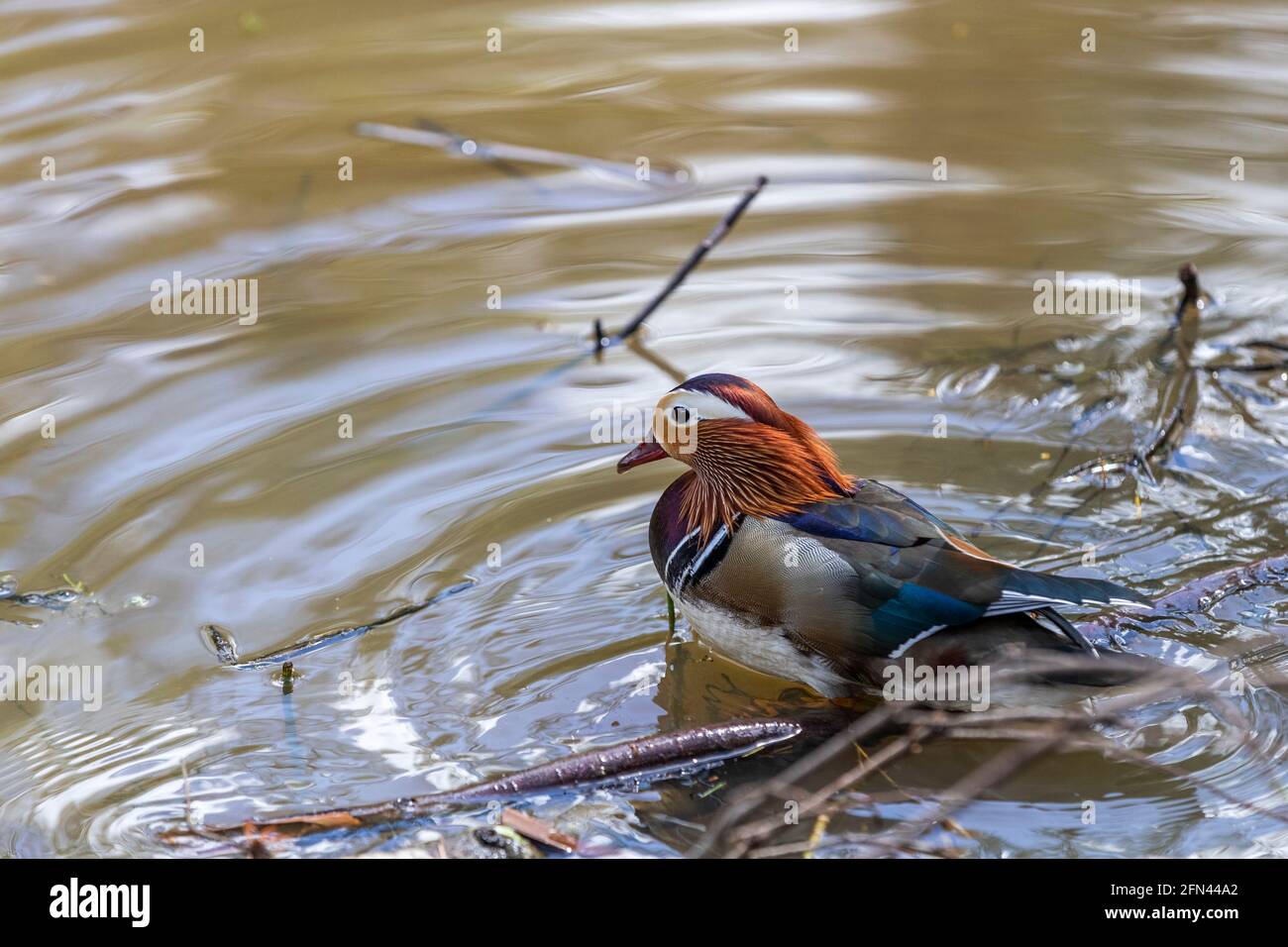 Male Mandarin duck. Speech House Woods and Worgreens. An introduced ...