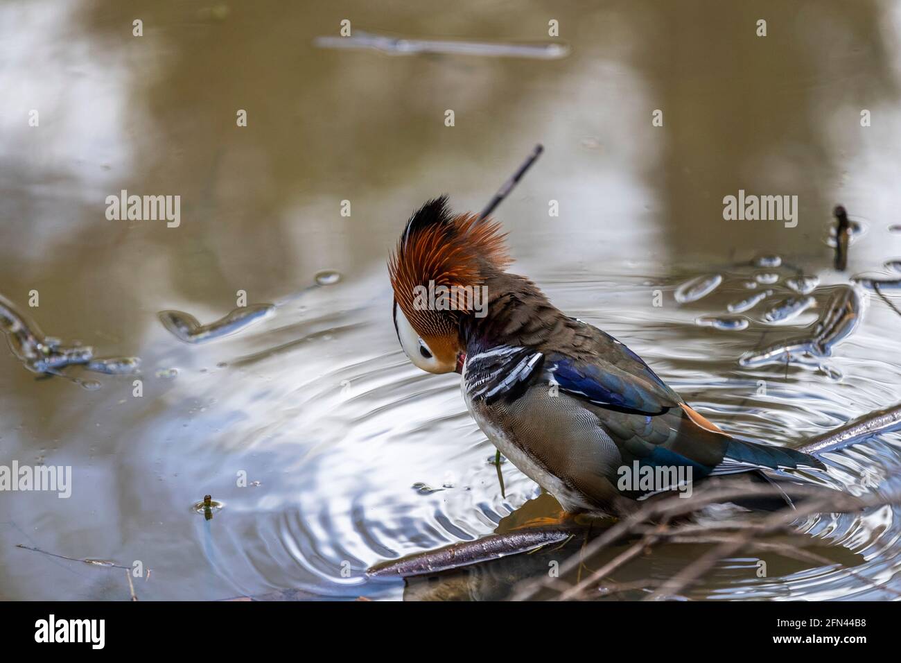 Genus aix captive hi-res stock photography and images - Alamy
