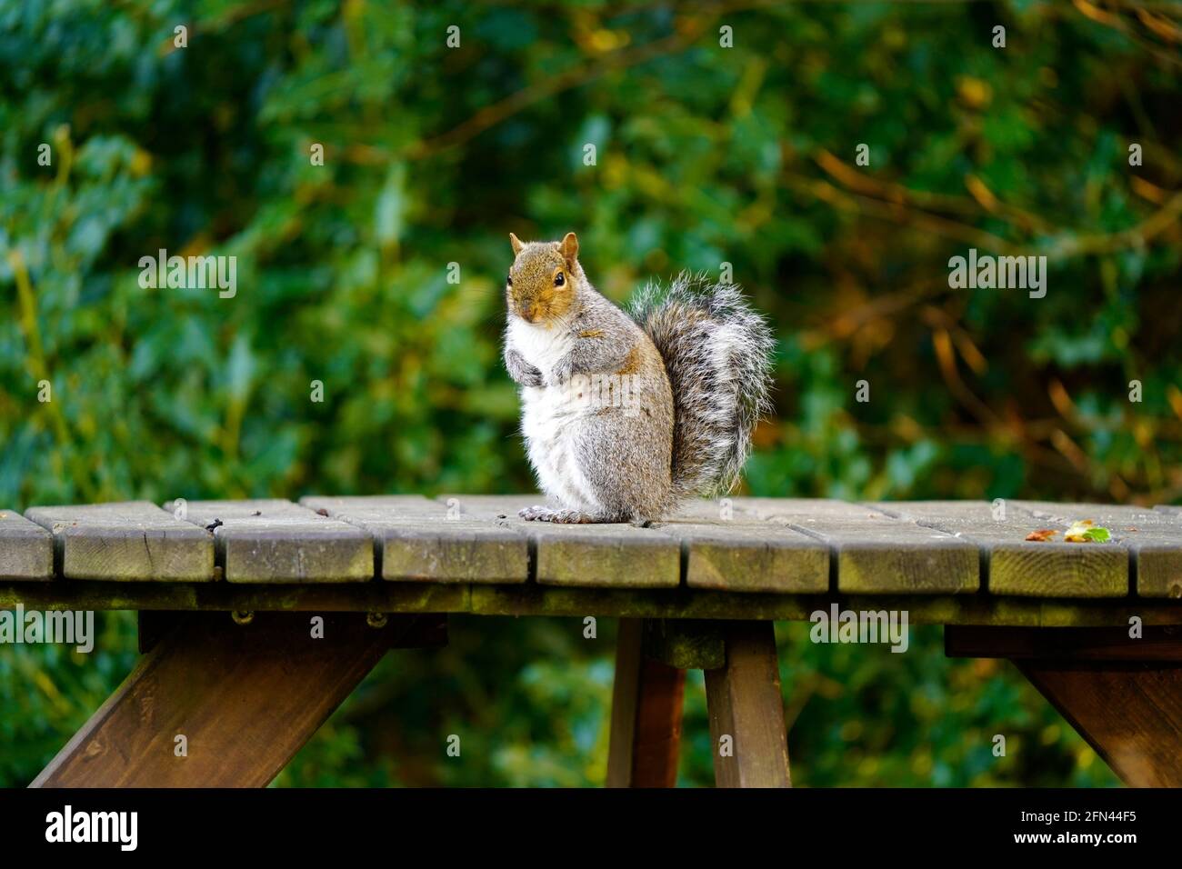 Cute little Grey Squirrel sat on a picnic table Stock Photo - Alamy