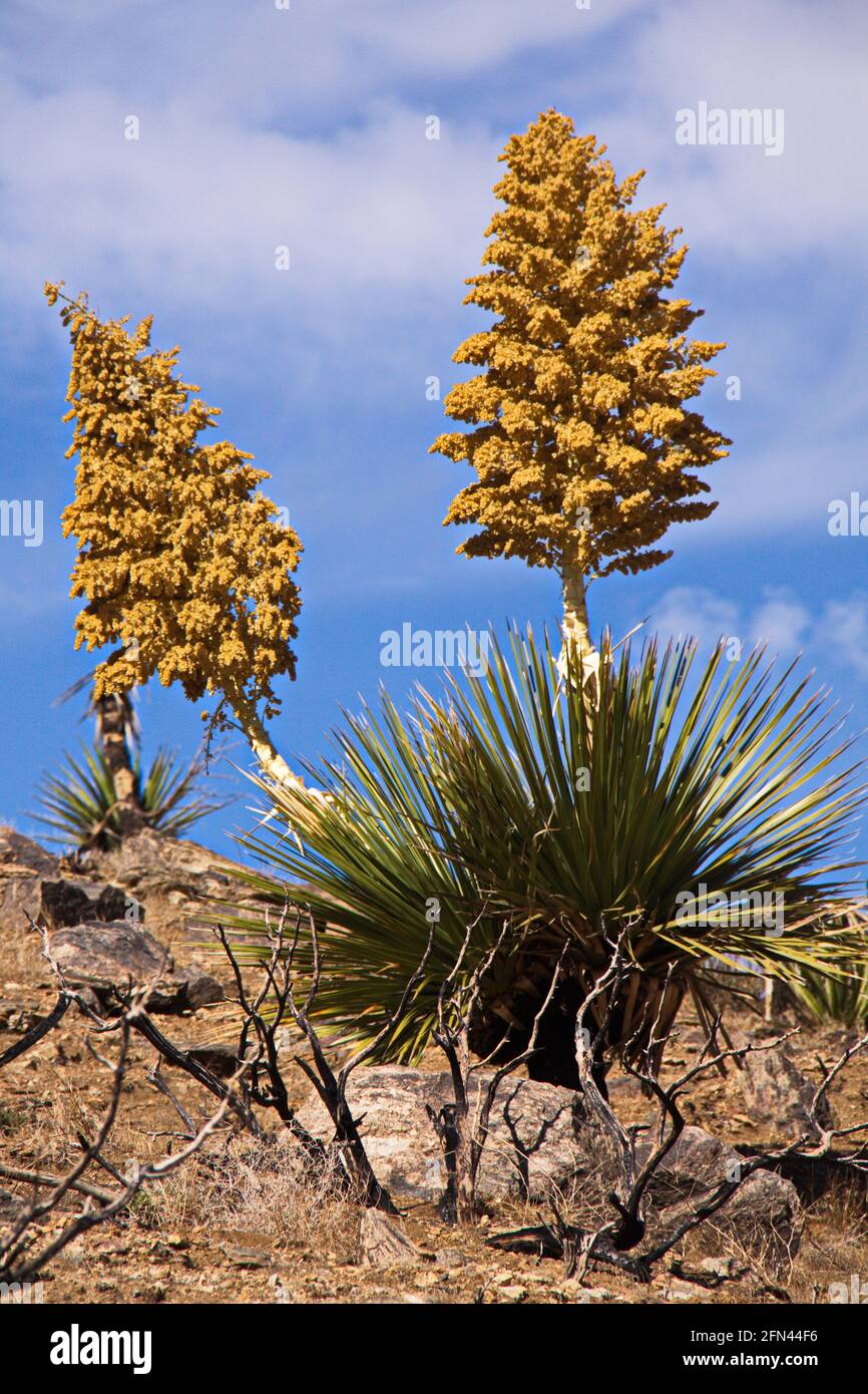 Mojave yucca plant in Joshua Tree National Park in California in the ...