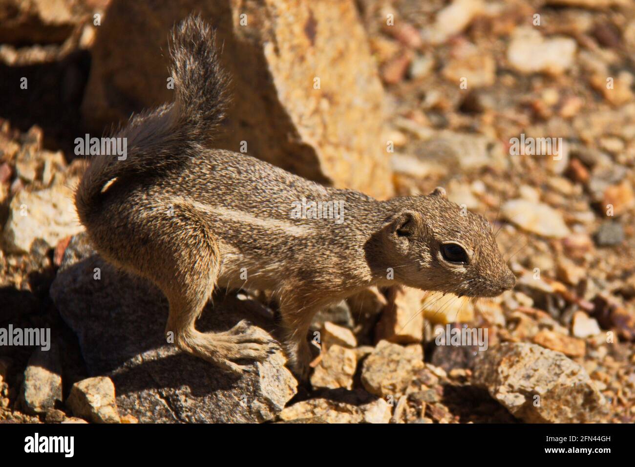 White-tailed Antelope Squirrel in Joshua Tree National Park in ...