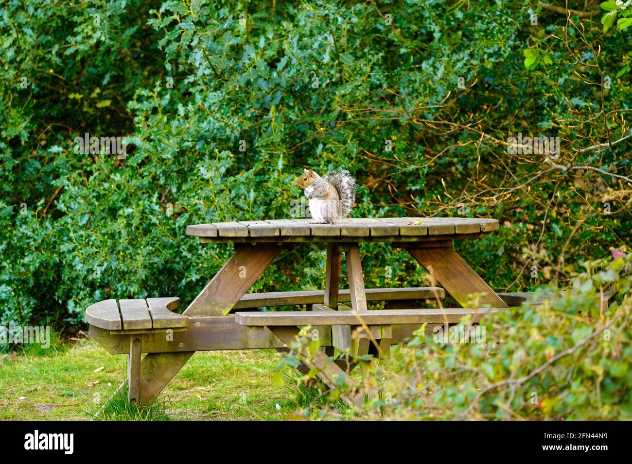 Cute little Grey Squirrel sat on a picnic table Stock Photo - Alamy