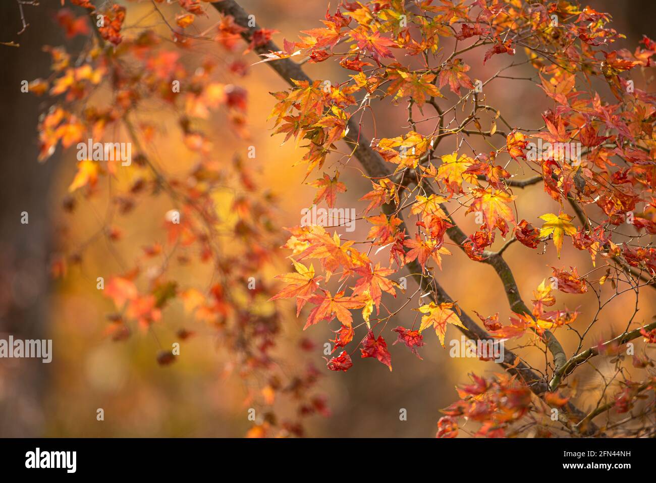 Fall leaves with lovely light and soft background Stock Photo - Alamy