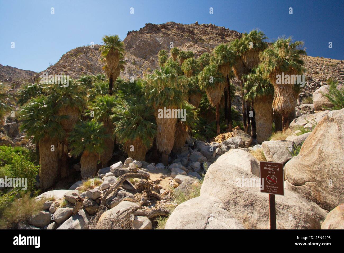 Palms on Fortynine Palms Oasis Walk in Joshua Tree National Park in ...