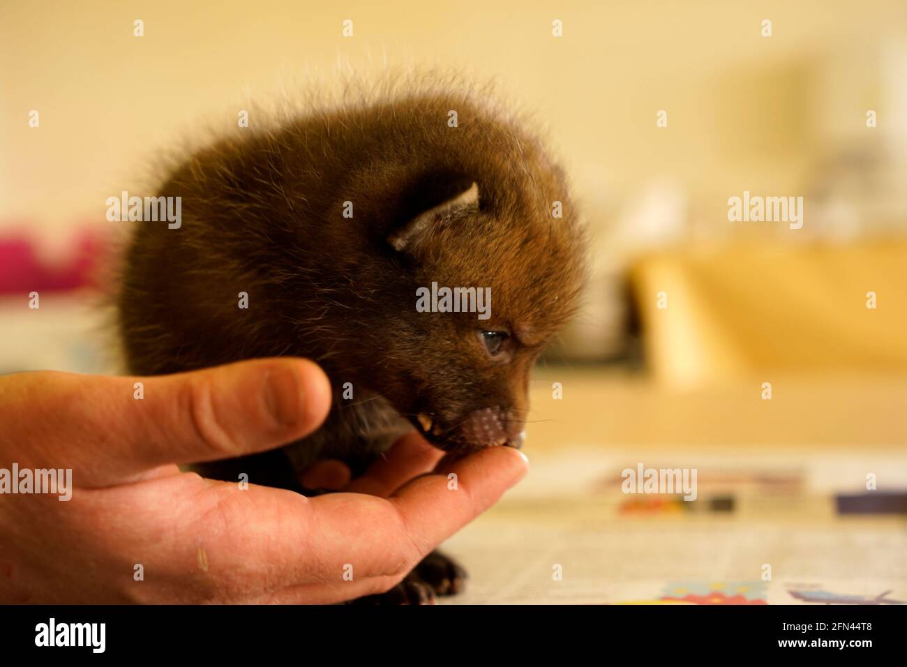 Tiny baby fox cub at a rescue centre Stock Photo - Alamy