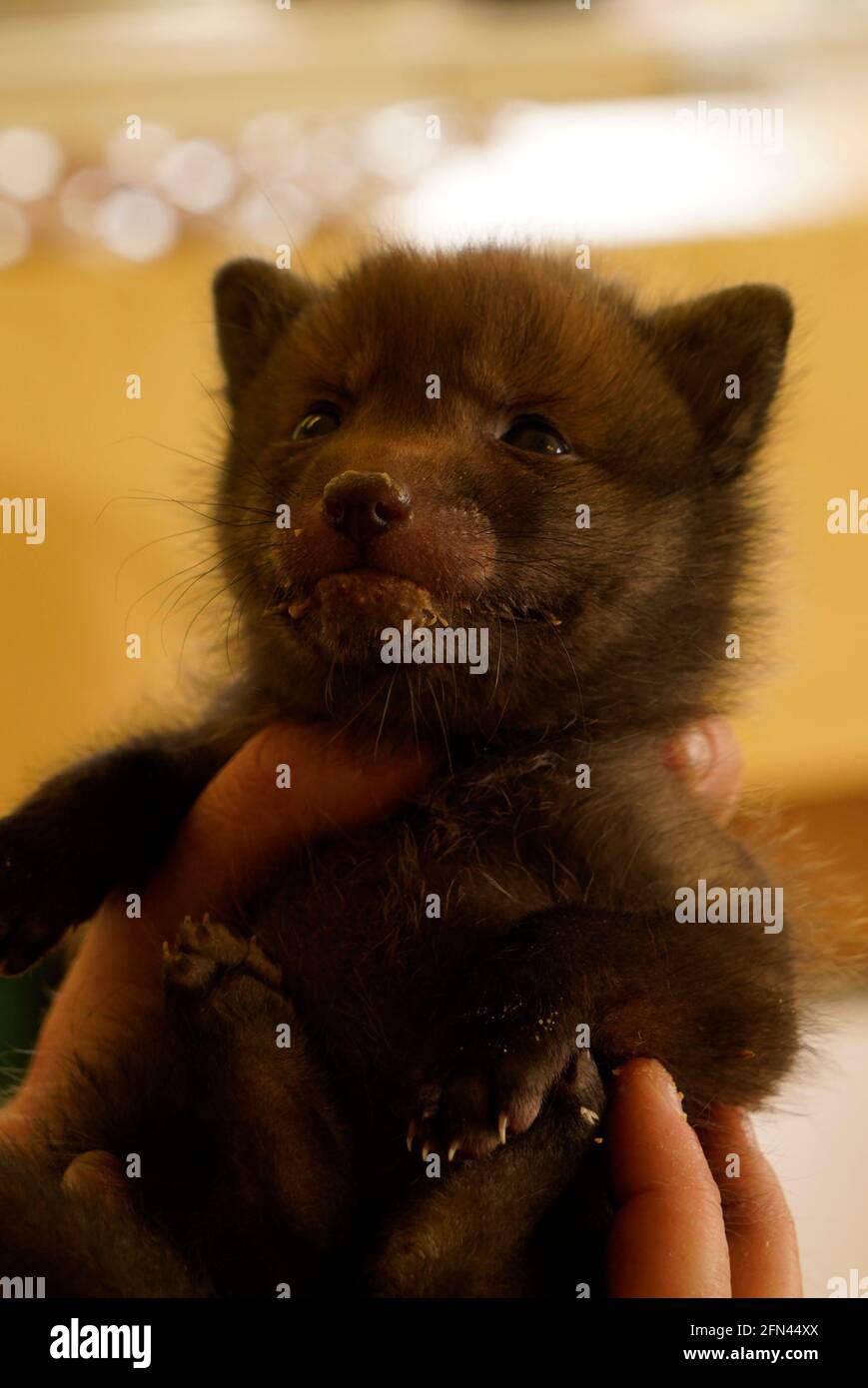 Tiny baby fox cub at a rescue centre Stock Photo - Alamy