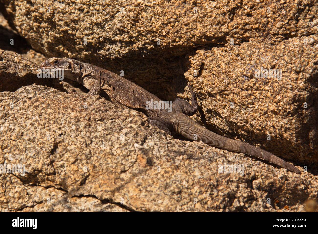 Lizard in Joshua Tree National Park in California in the USA Stock ...