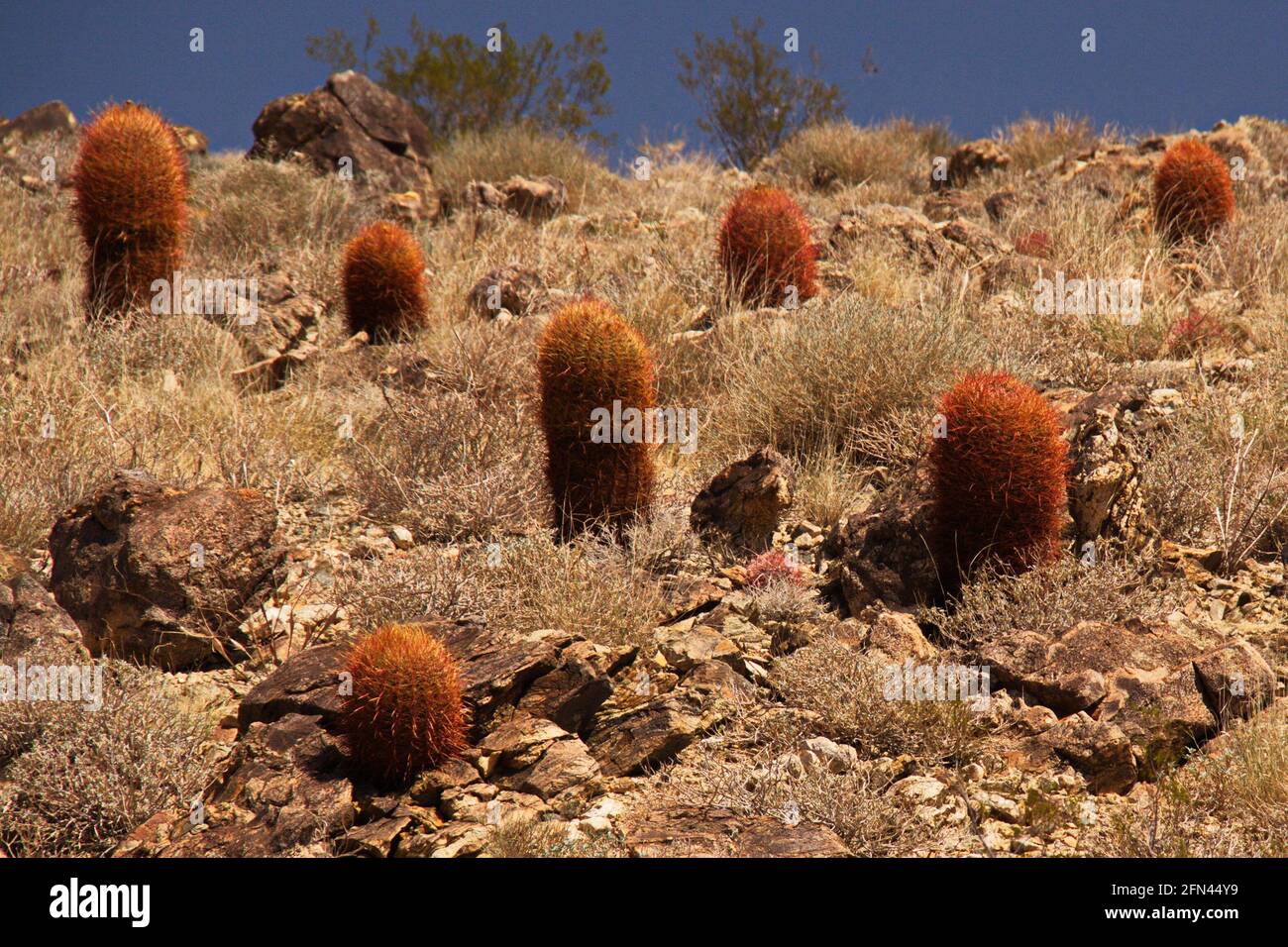 Cactus plant in Joshua Tree National Park in California in the USA ...