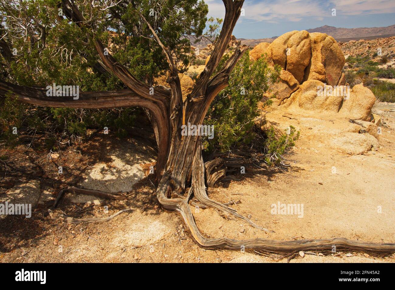 Dead tree in Joshua Tree National Park in California in the USA Stock ...