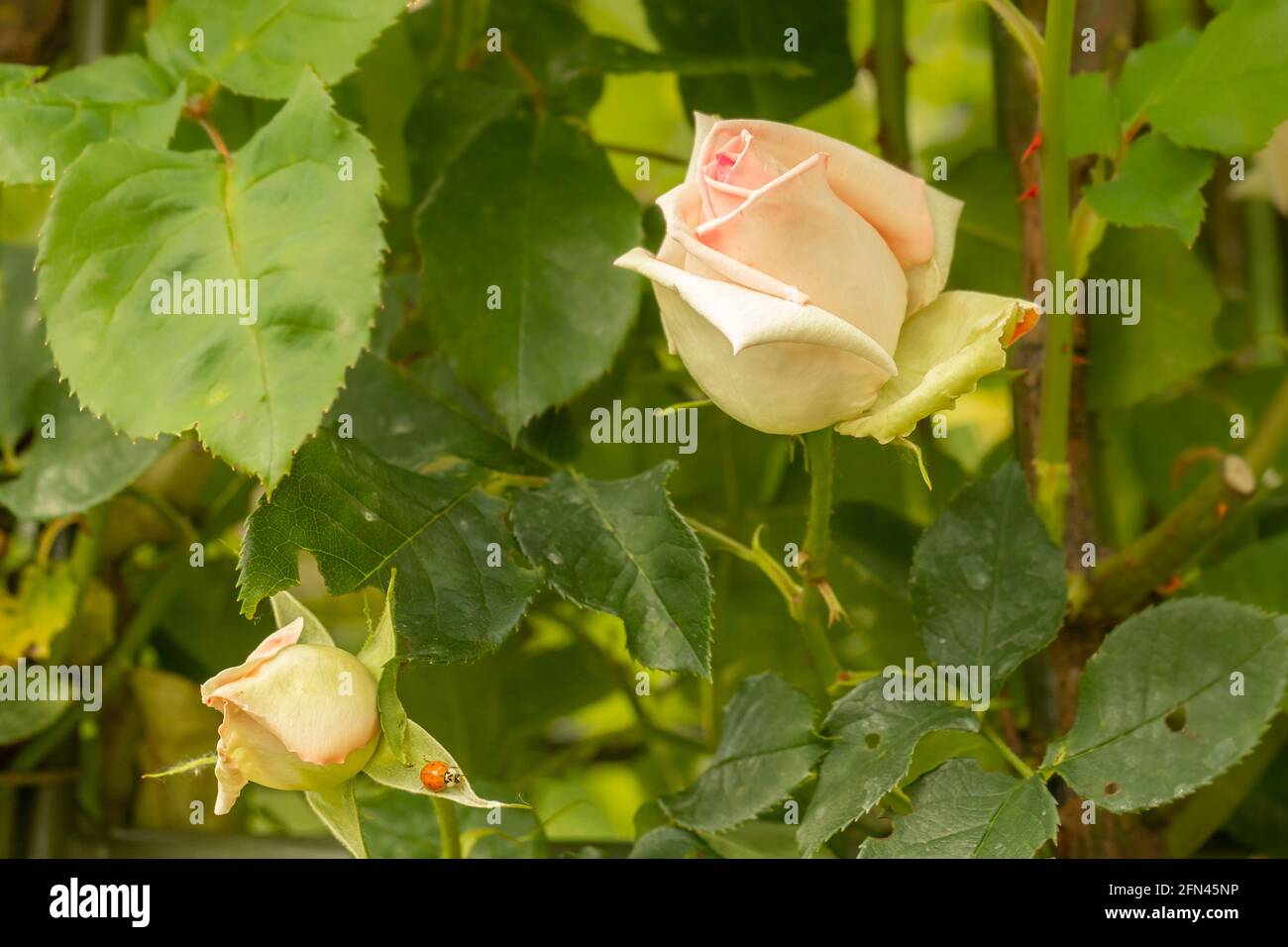 Ladybug on rose hi-res stock photography and images - Alamy