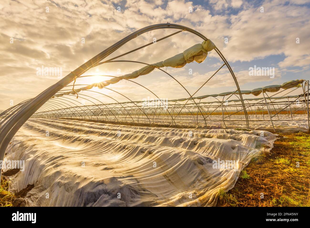 Growing strawberries in polytunnels in hi-res stock photography and ...