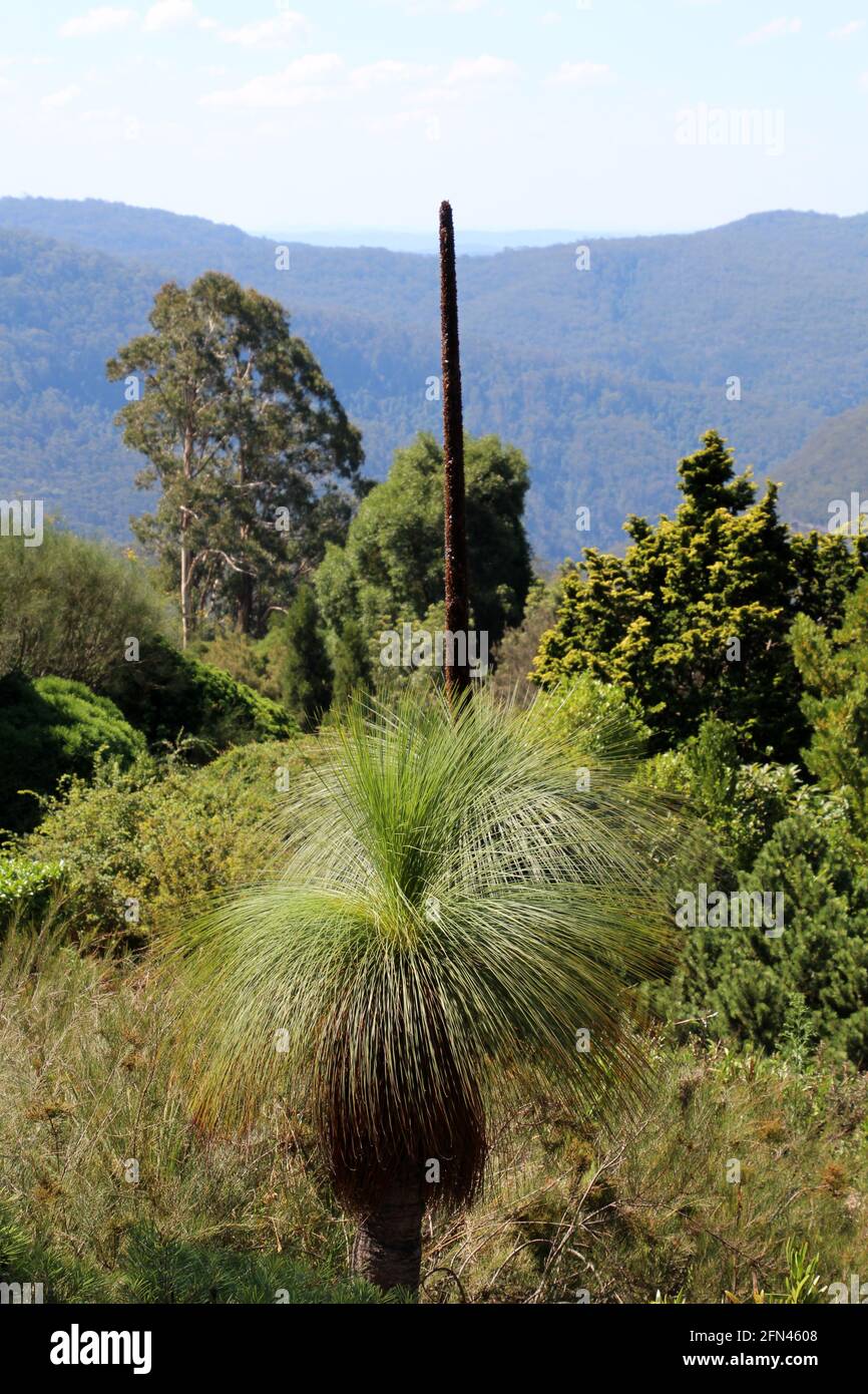 Grass trees xanthorrhoea preissii hi-res stock photography and images ...