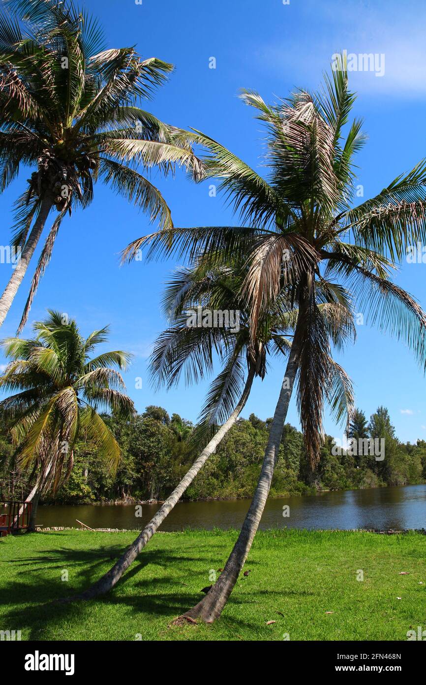 Palm trees in the National Park of the Peninsula de Zapata, Laguna del ...