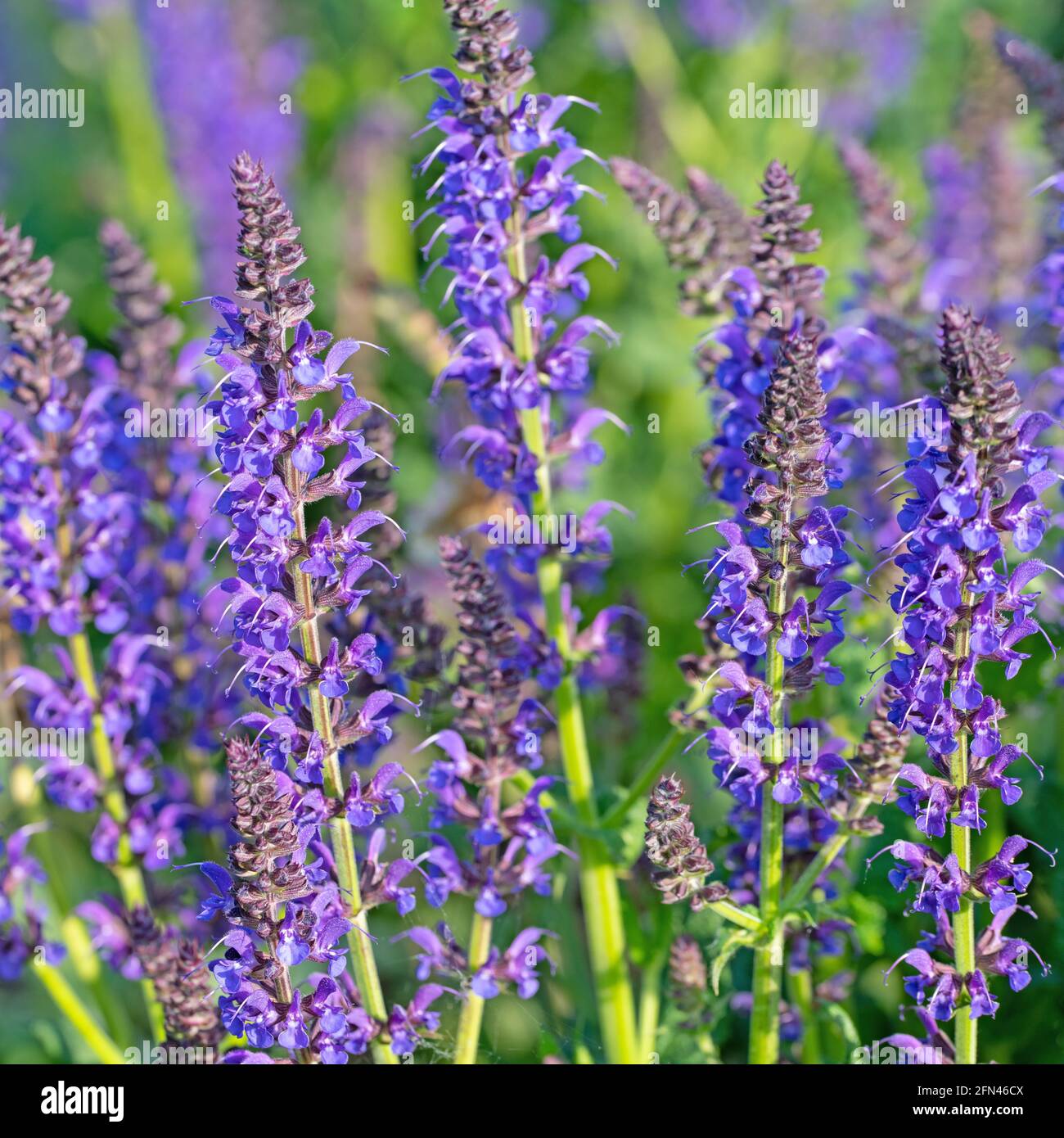 Violet flowering garden sage, Salvia nemorosa, in the garden Stock ...