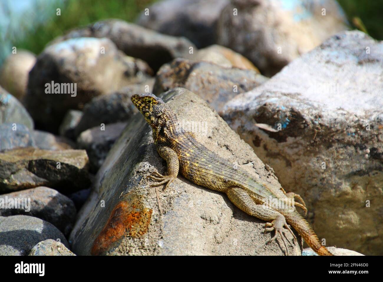 Curly tailed lizard hi-res stock photography and images - Alamy
