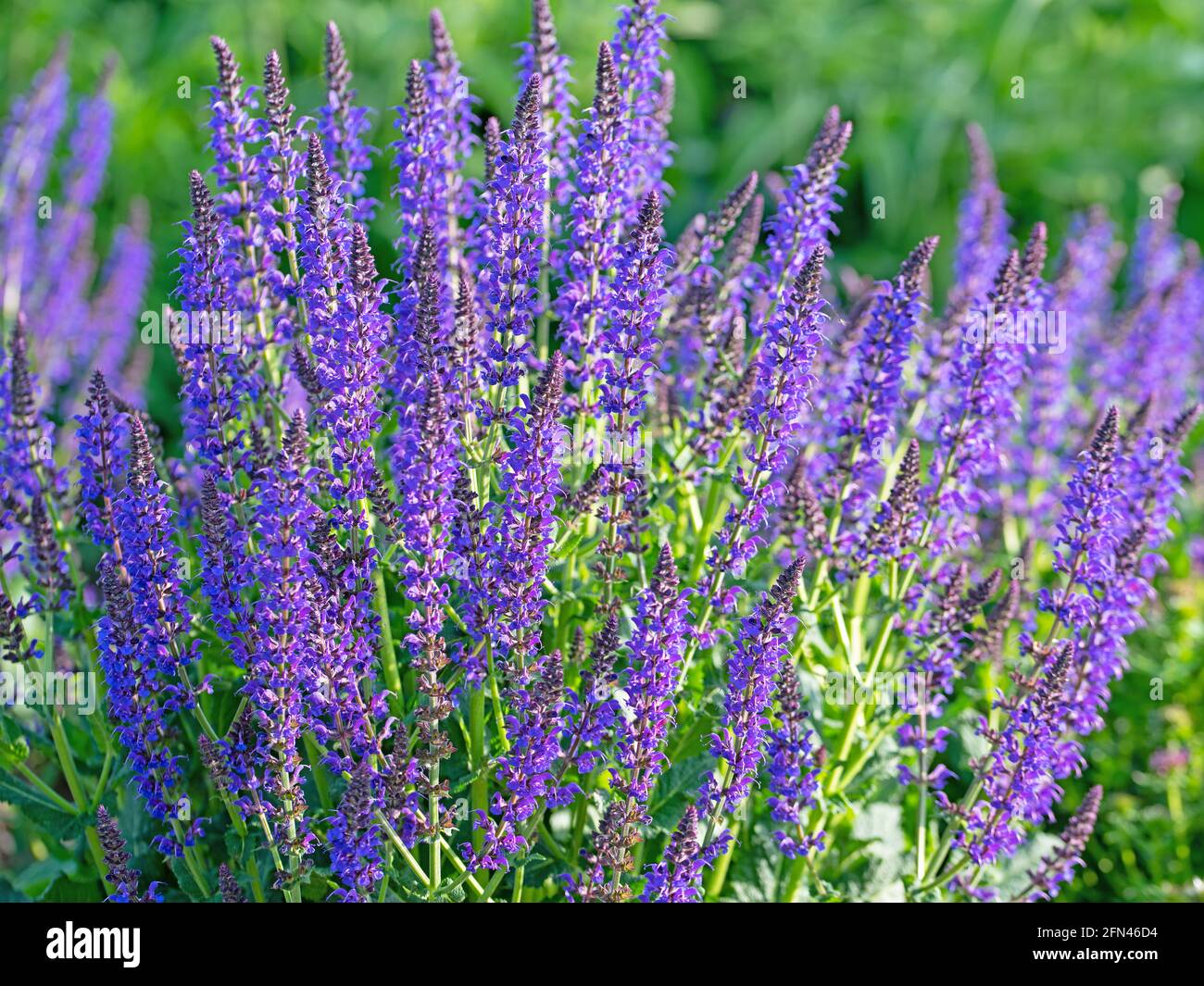 Violet flowering garden sage, Salvia nemorosa, in the garden Stock ...