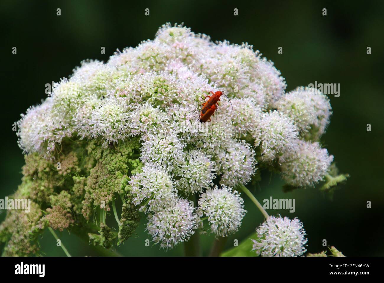 Hemlock in bloom hi-res stock photography and images - Alamy