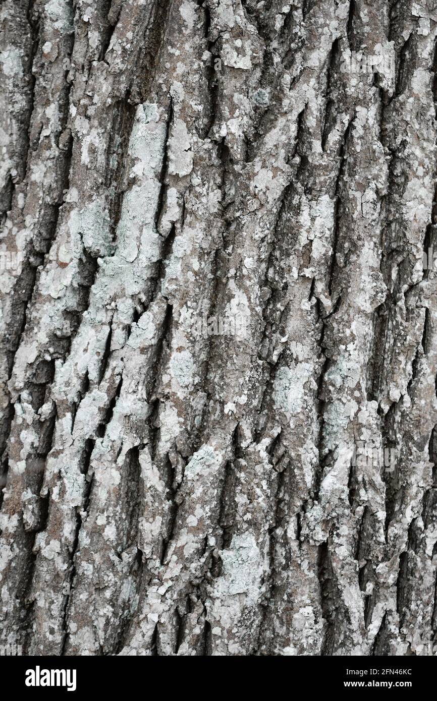 Background photo of tree, wood Stock Photo - Alamy