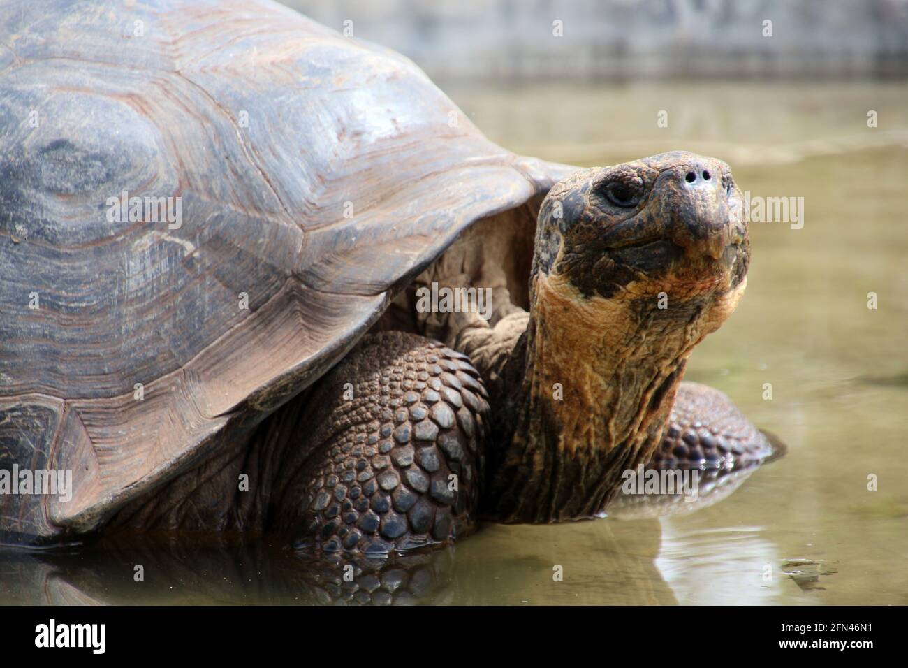 Giant tortoise at the Charles Darwin Foundation on the Galapagos Island ...