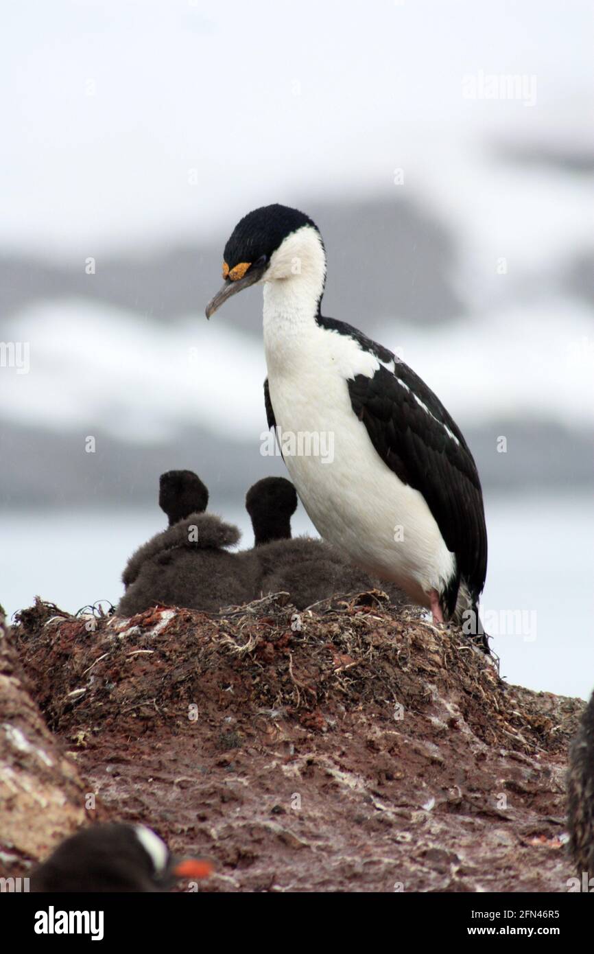Blue-eyed shag with two chicks, Antarctica Stock Photo - Alamy