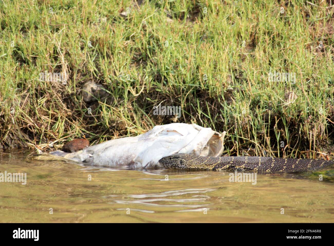 Nile monitor eating a dead catfish in Chobe National Park, Botswana ...