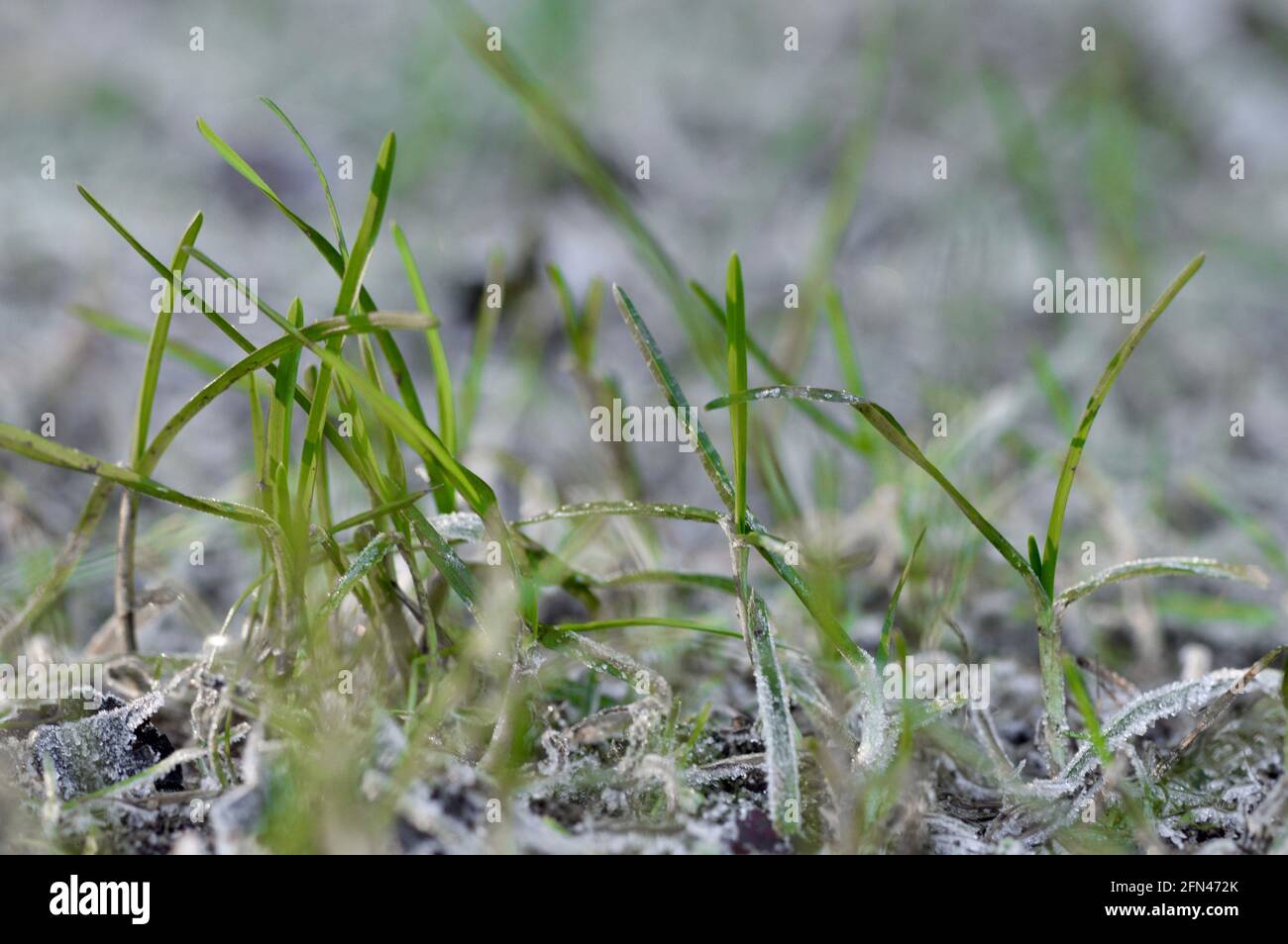Frozen grass texture hi-res stock photography and images - Alamy