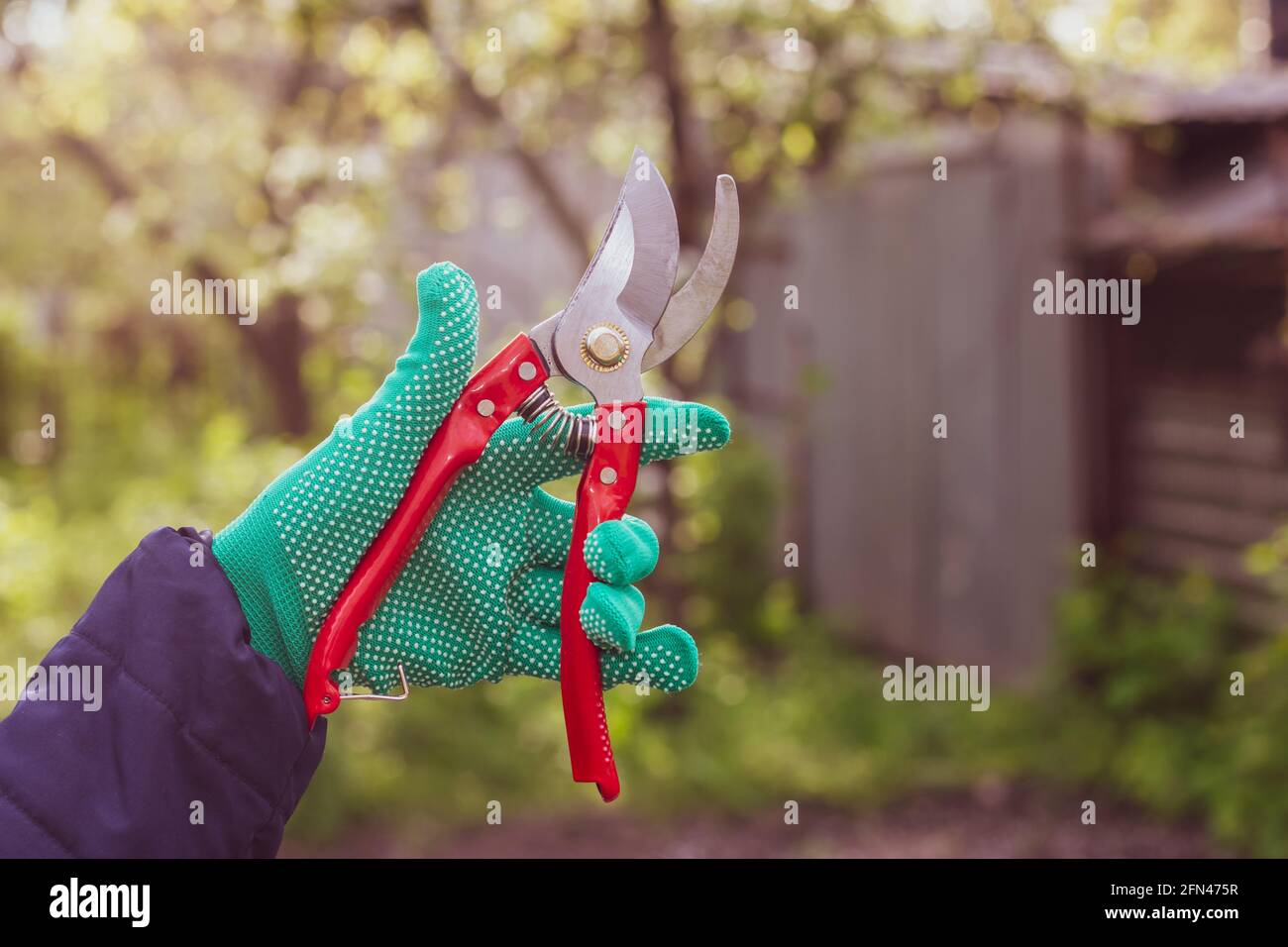 Red garden shears in hand. Gardening work Stock Photo - Alamy