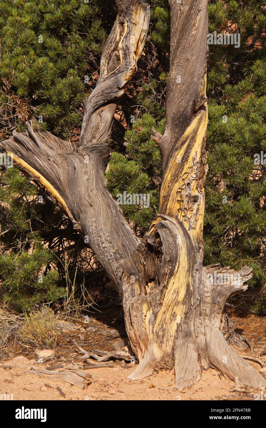Old tree in Canyonlands NP in Utah in the USA Stock Photo - Alamy