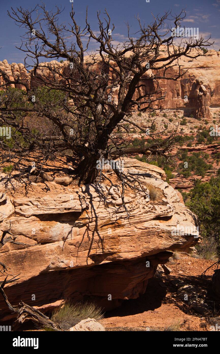 Old tree in Canyonlands NP in Utah in the USA Stock Photo - Alamy